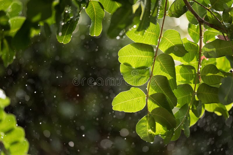 Heavy Rain Over Green Tree Backlighted Stock Photo - Image of flora ...
