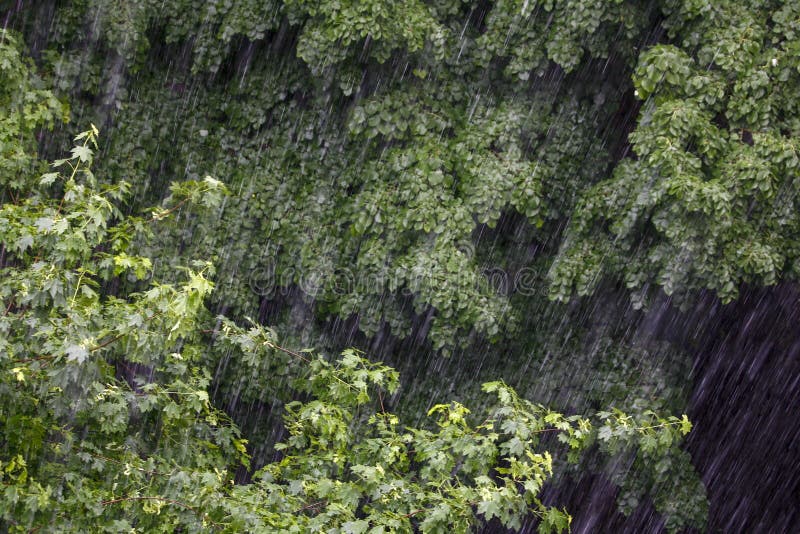 258 Heavy Rain Falling Forest Stock Photos - Free & Royalty-Free Stock ...
