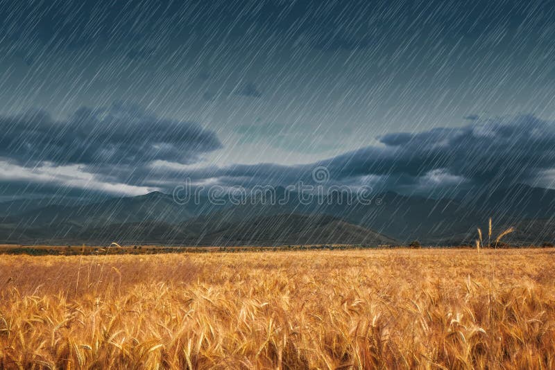 Heavy Rain Over Wheat Field on Day Stock Photo - Image of outdoors ...