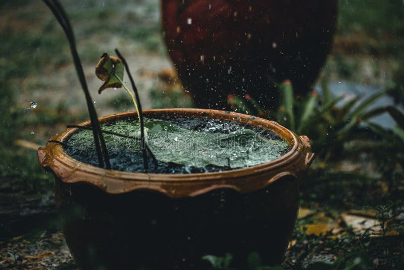 Heavy Rain Pours into a Large Pot Stock Image - Image of drop, glasses ...