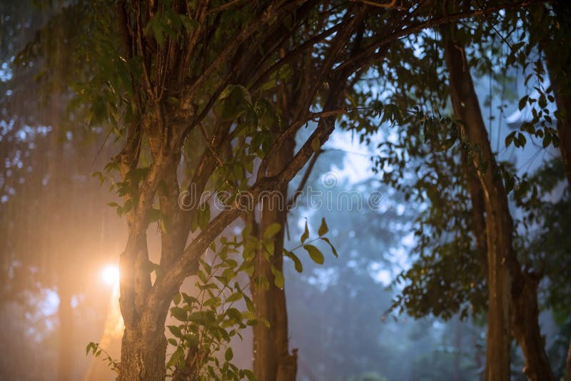 Heavy Rain or Raindrops Falling Down on Tree Leaves at Night Stock ...