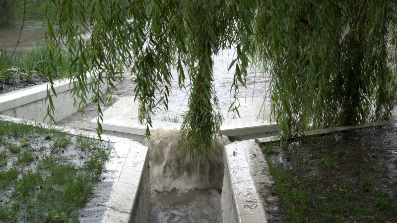 Rapid Muddy Water Overflow through the Dam for Irrigation Purpose Stock ...