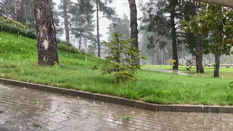 Heavy Rain Shower in a Park with Pine Trees in Summer. with Sound Stock ...