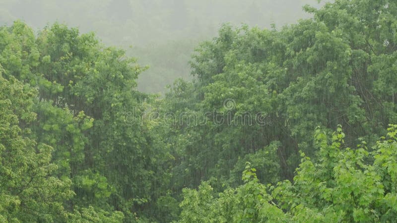 Heavy Rain Shower and Strong Wind Above the Trees Stock Video - Video ...