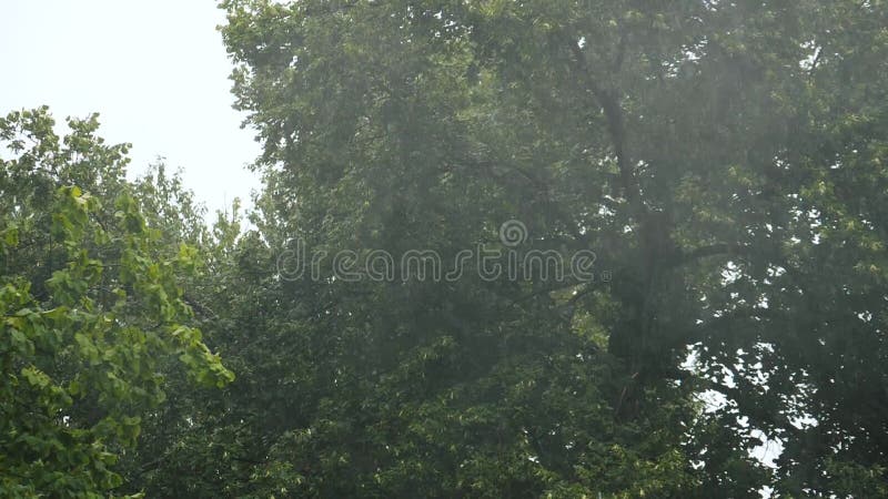 Heavy Rain. Storm in the Forest. Bad Weather. Stock Video - Video of ...