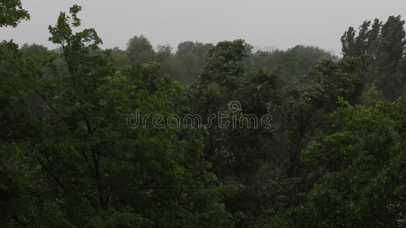 Heavy rain and strong wind stock footage. Video of storm - 282311626