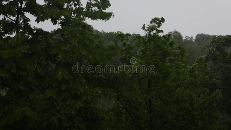 Heavy rain and strong wind stock video. Video of horizontal - 250021913