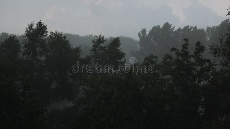 Heavy rain and strong wind stock video. Video of meteorology - 253191827