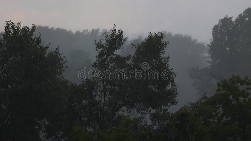 Heavy rain and strong wind stock footage. Video of storm - 282311626