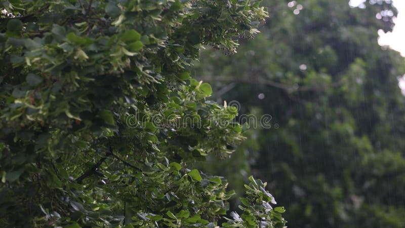 Heavy rain and strong wind stock footage. Video of storm - 282311626