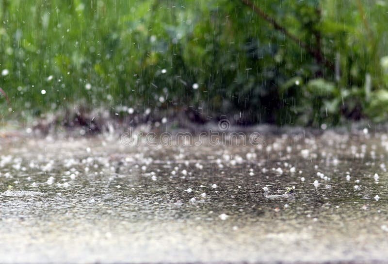 Heavy rain stock photo. Image of forest, storm, outdoors - 32601444