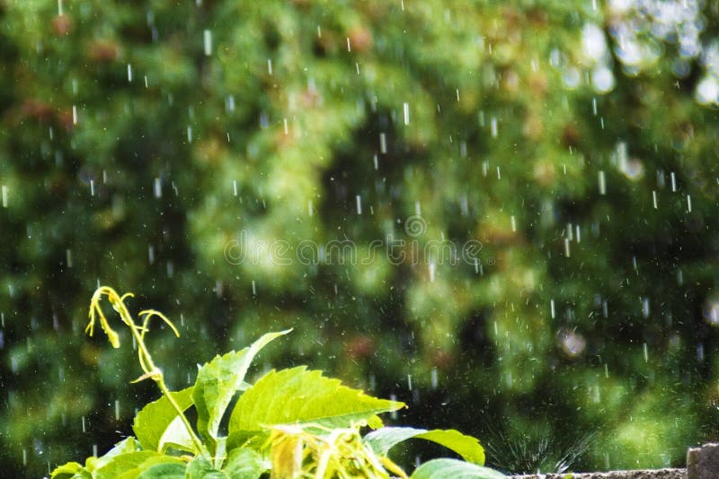 Heavy Rain Against The Trees Stock Photo - Image of foliage, image ...