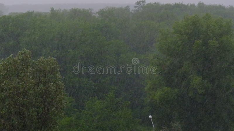 Heavy Rain with Wind on the Background of Green Trees, Thunderstorm ...