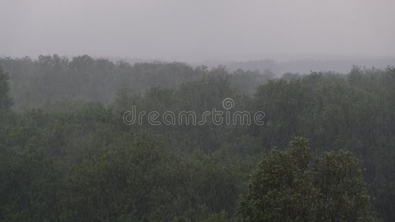 Heavy Rain on a Background of Green Trees or Forest Stock Video - Video ...