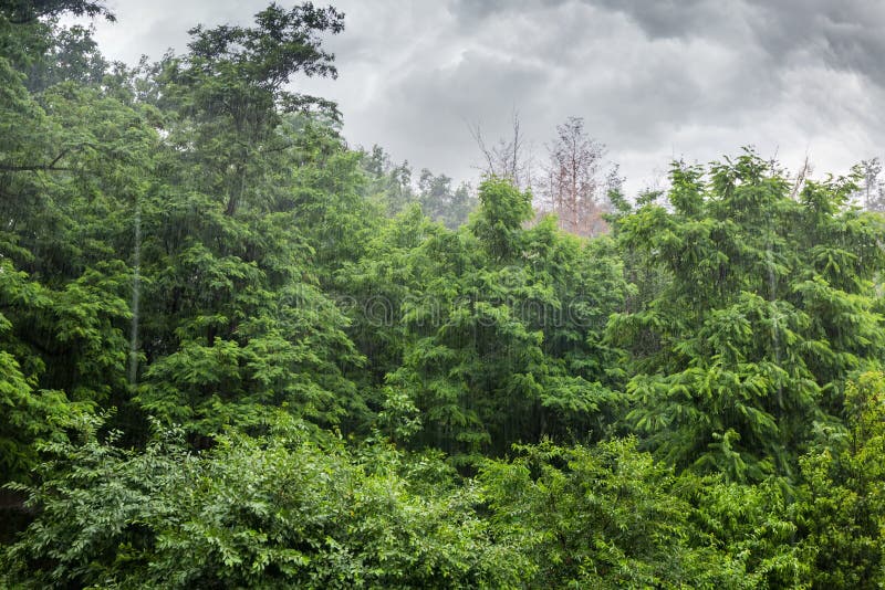 Heavy Underbrush Stock Photos - Free & Royalty-Free Stock Photos from ...