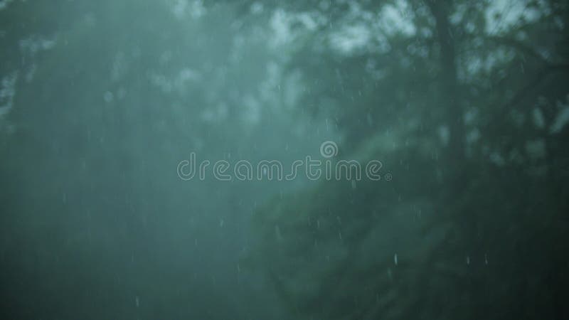 Heavy Rain and Wind in the Forest Stock Image - Image of heavy ...