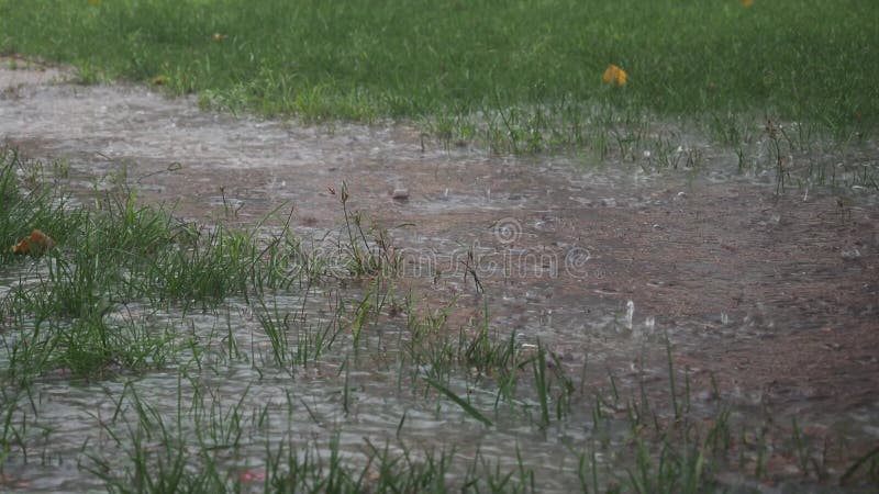 The Heavy Rainfall is Accumulating on Both the Grass and the Pathway ...