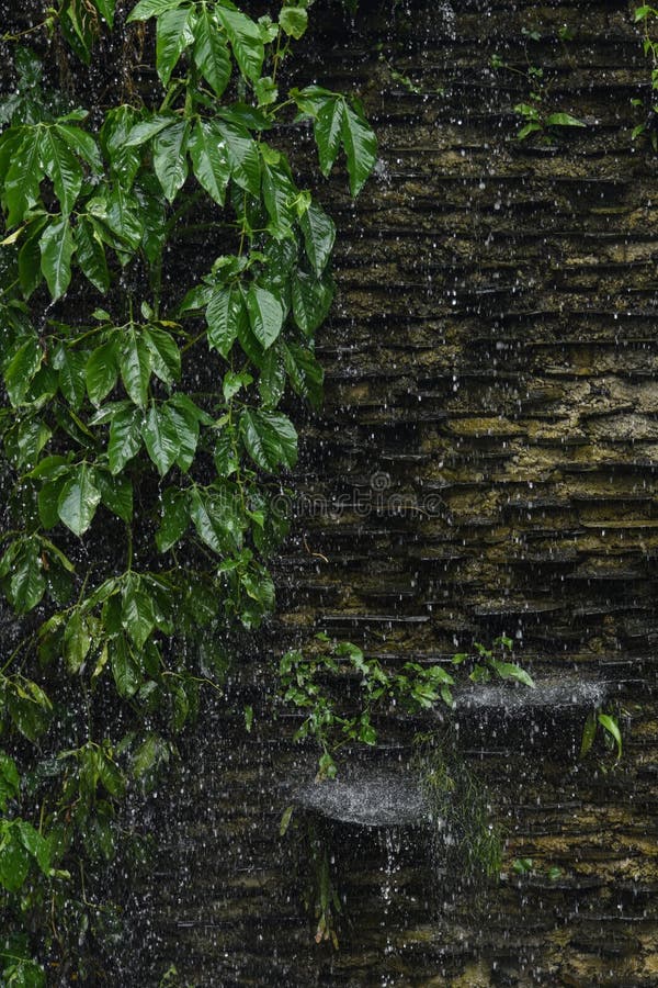 Raining on Green Lawn stock photo. Image of environment - 24372678
