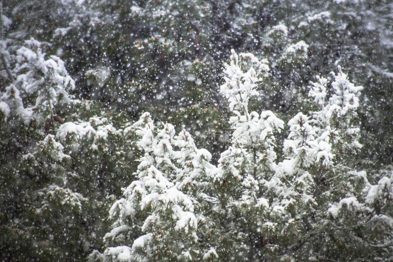 Snow trees round stock image. Image of january, countryside - 184989225