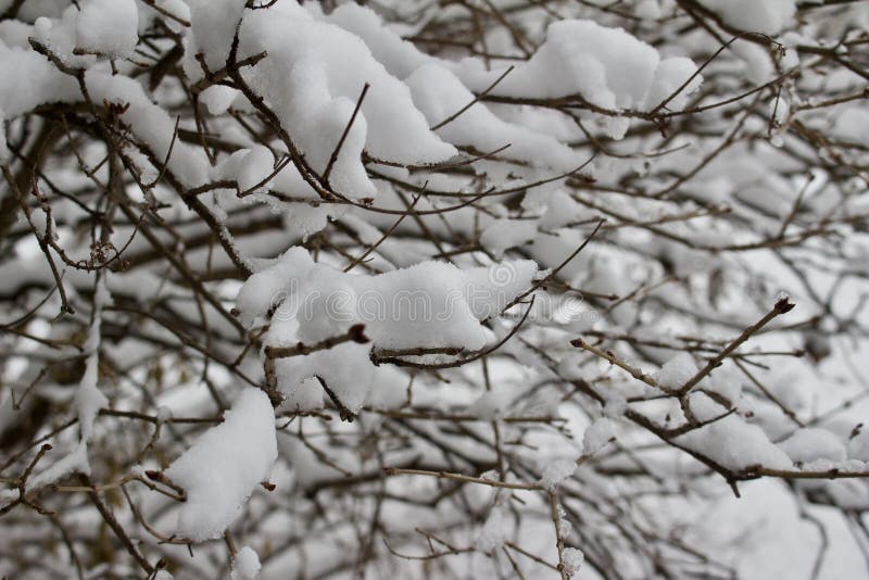 Heavy Snow Accumulation on the Branches of a Bare Bush after a Snow ...