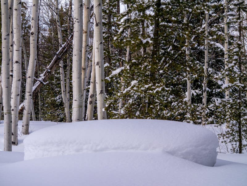 Heavy Snow in Aspen, Pine Forest Stock Image - Image of outside, copy ...
