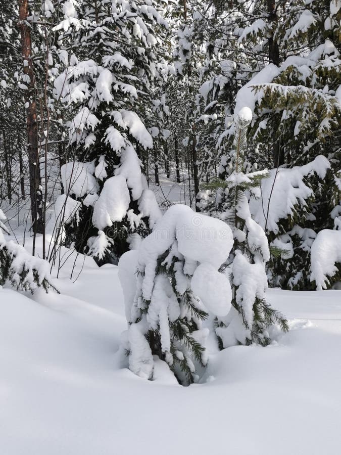 Heavy Snow on Conifer Trees Stock Image - Image of heavy, twig: 242057745