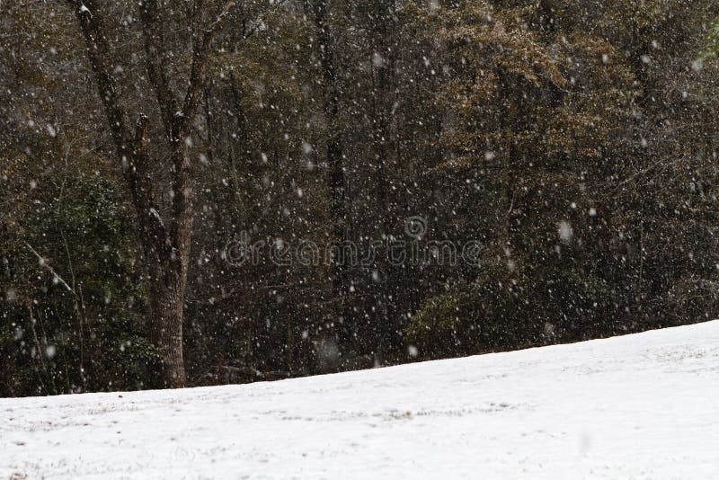 Heavy Snow Fall in a Forest Clearing Stock Image - Image of green ...