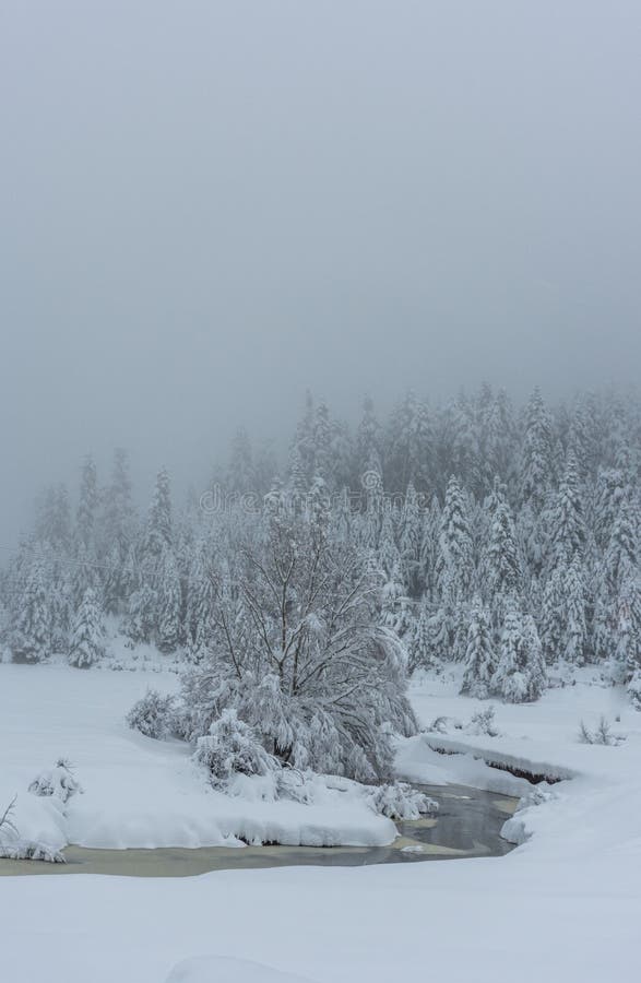 Heavy Snow Fall on Pine Trees in Elati Greece. Stock Photo - Image of ...