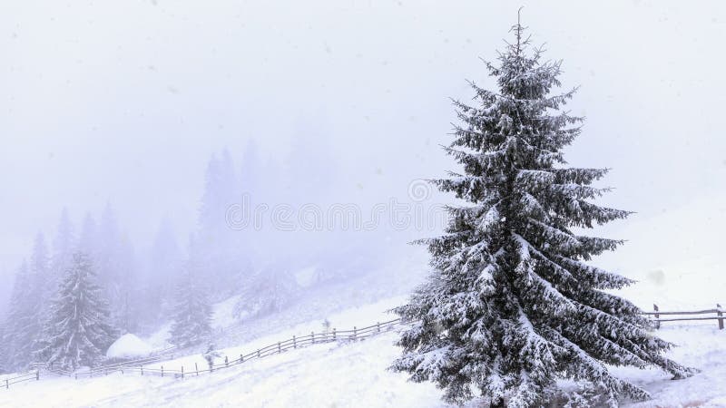 Heavy Snow Falling in a Forest in Winter Time Stock Video - Video of ...