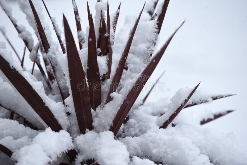 Heavy Snow Falls Outside and Settles on Plants and Trees Stock Photo ...