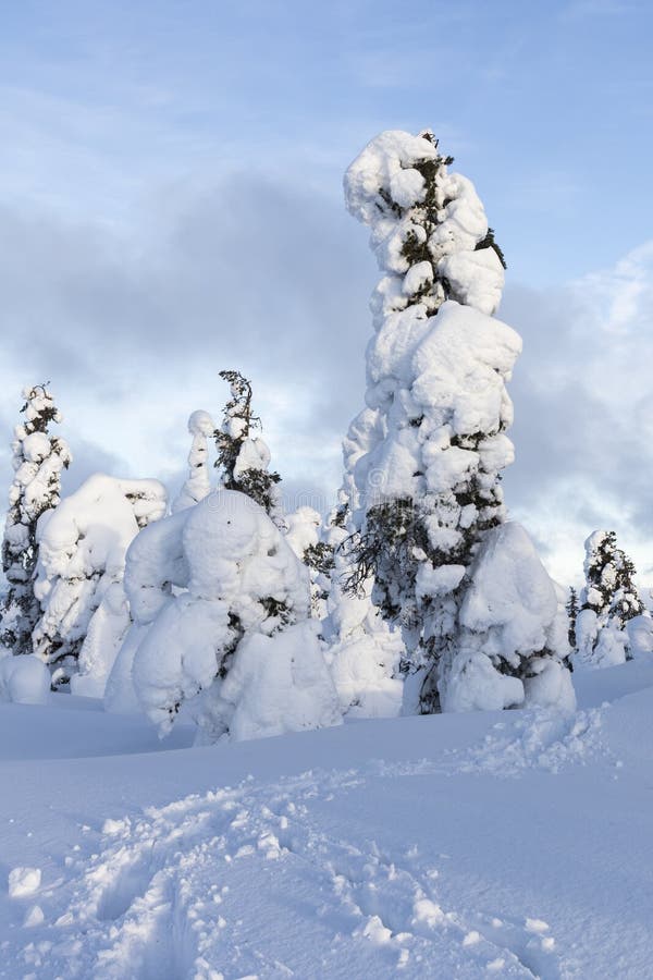 Heavy snow stock photo. Image of crown, sunny, load, environment - 57325688