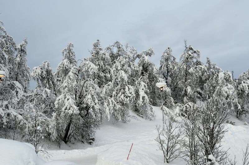 Heavy Snow on Forest with Light Pole Stock Image - Image of frosty ...