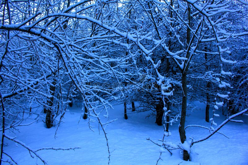 Heavy Snow Forest Mountains Scene Stock Image - Image of snow ...