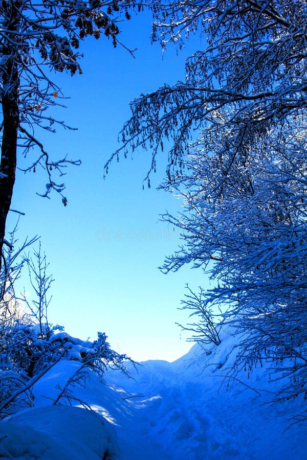 Heavy Snow Forest Mountains Scene Stock Image - Image of scane, forest ...