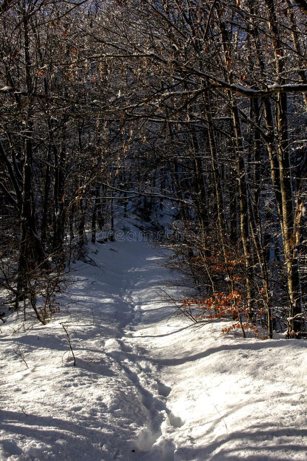 Heavy Snow Forest Mountains Scene Stock Image - Image of scane, heavy ...