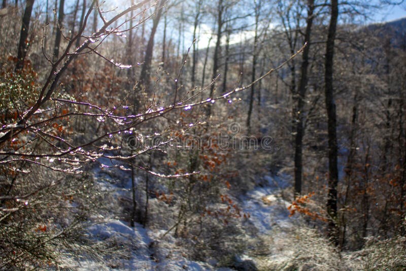 Heavy Snow Forest Mountains Scene Stock Photo - Image of heavy, scene ...