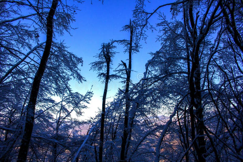 Heavy Snow Forest Mountains Scene Stock Image - Image of heavy ...