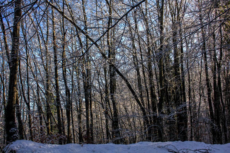 Heavy Snow Forest Mountains Scene Stock Image - Image of heavy, forest ...