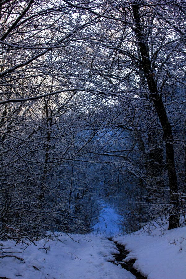 Heavy Snow Forest Mountains Scene Stock Photo - Image of scene, scane ...