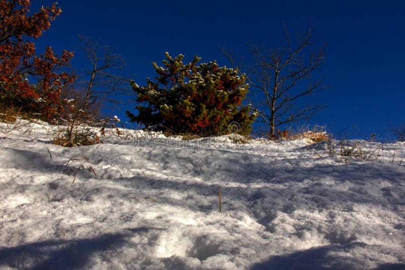 Heavy Snow Forest Mountains Scene Stock Image - Image of mountains ...