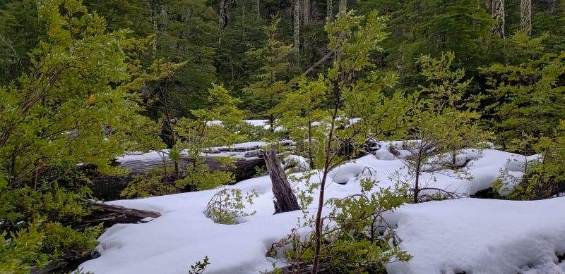 Heavy snow in the forest. stock image. Image of pond - 257856011
