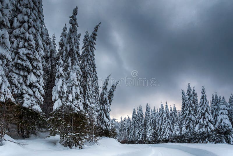 Heavy Snow Over the Trees at Dusk Stock Photo - Image of nature, winter ...