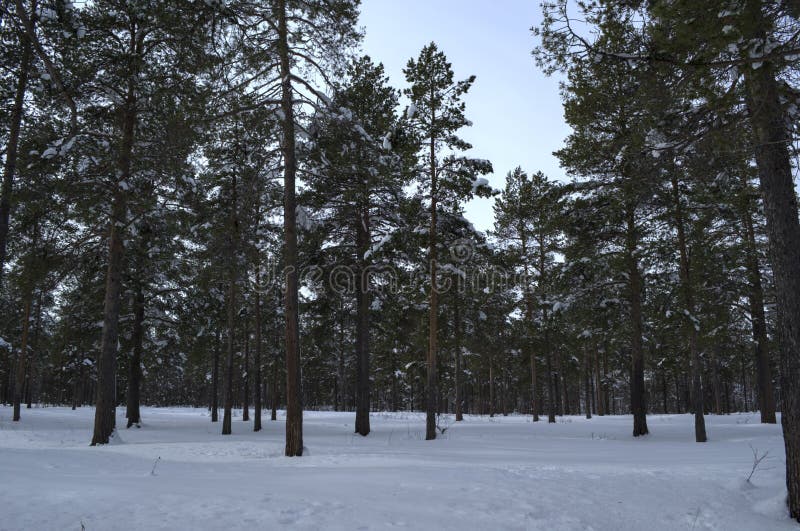 Heavy Snow on Pine Tree Forest with Small Forest Road Stock Image ...