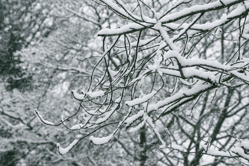 Heavy Snow Settles on Tree Branches on Evergreen Trees Stock Image ...