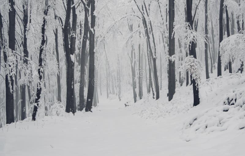 Heavy Snow in Woods stock image. Image of nature, yorkshire - 40631981