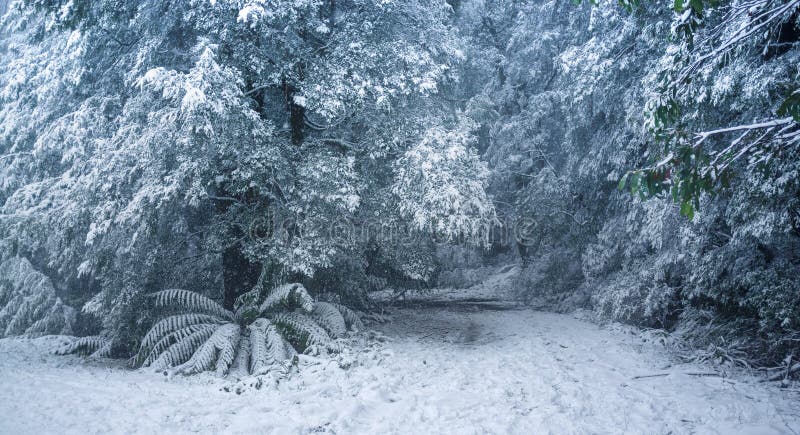 Heavy Snowfall in Australian Forest Stock Image - Image of snow ...
