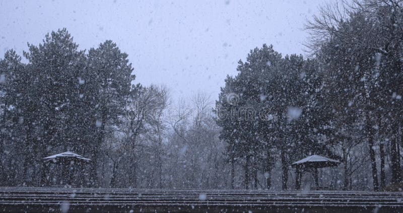 Heavy Snowfall on the Background of Trees Stock Video - Video of ...