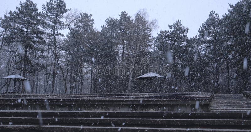 Heavy Snowfall on the Background of Trees Stock Footage - Video of ...