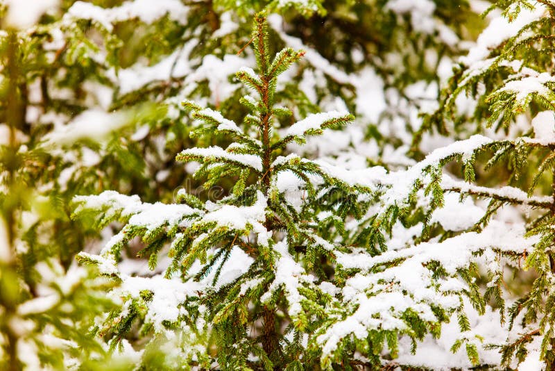 Heavy Snowfall in Coniferous Forest, Seasonal Landscape. Climate Change ...