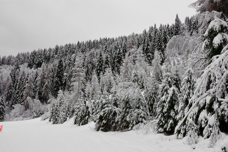 A Heavy Snowfall on the Forest in the High Mountains, Stock Photo ...